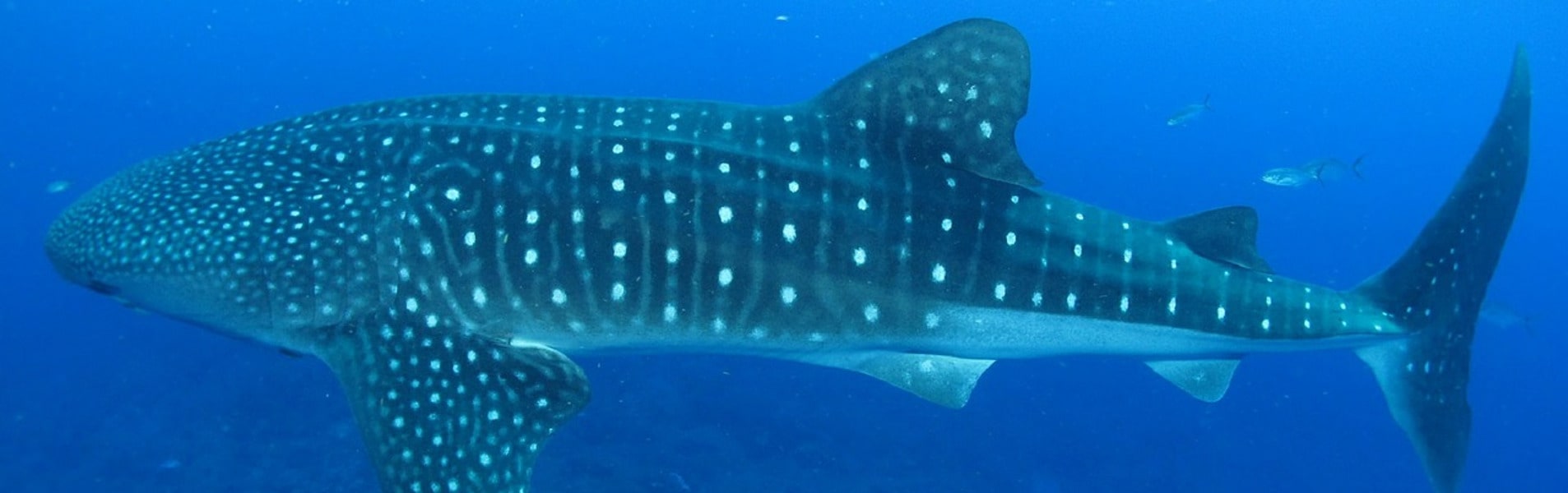 Snorkeling with Whale Sharks - Ko'ox Adventures