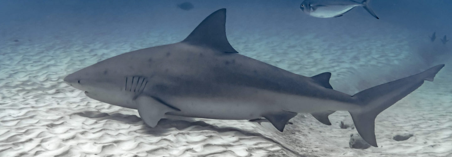 Bull Shark Dive Puerto Aventuras - Ko'ox Adventures