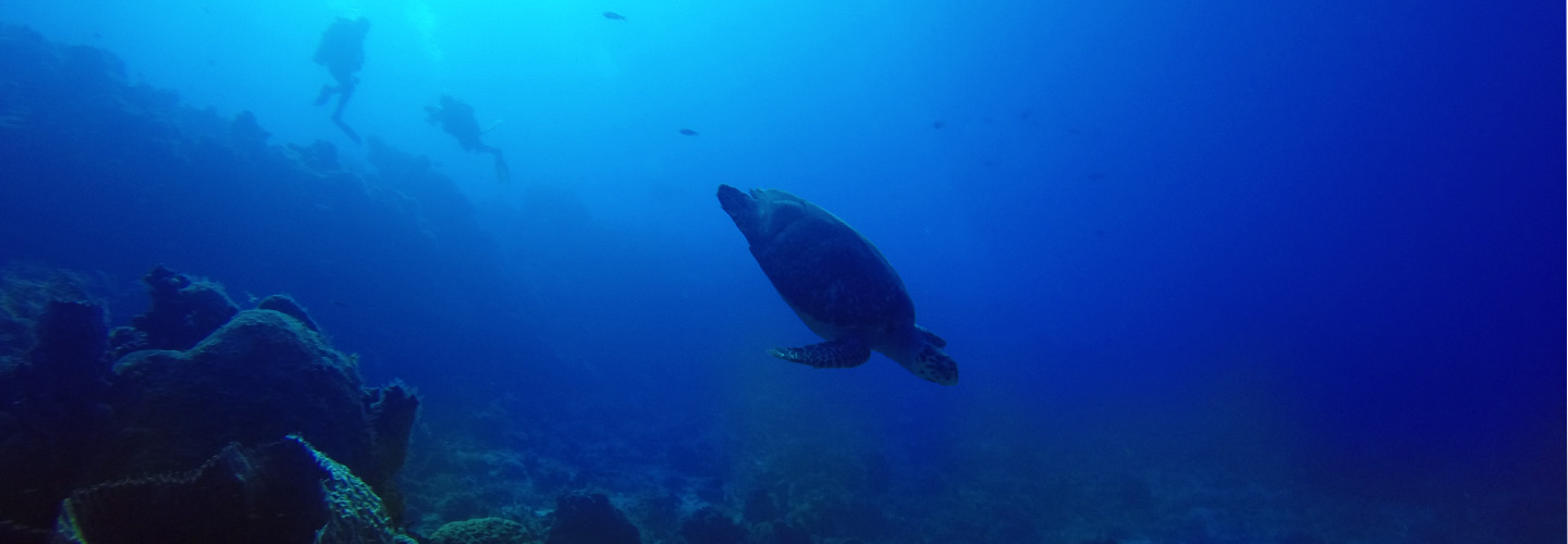 Open Water Diver Course - Ko'ox Adventures